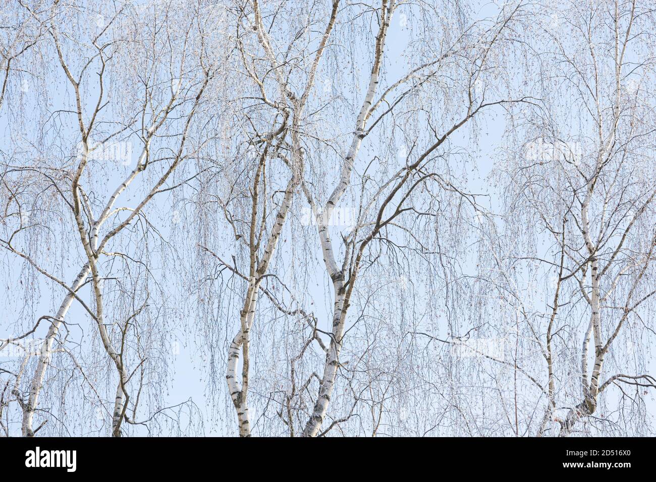 Tree branches covered in frost snow cold winter day Stock Photo - Alamy