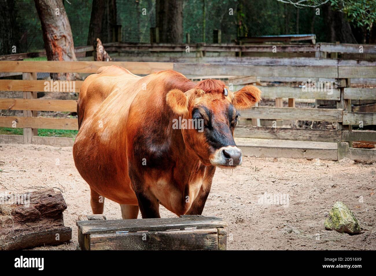 Farm Animals of different types Stock Photo - Alamy