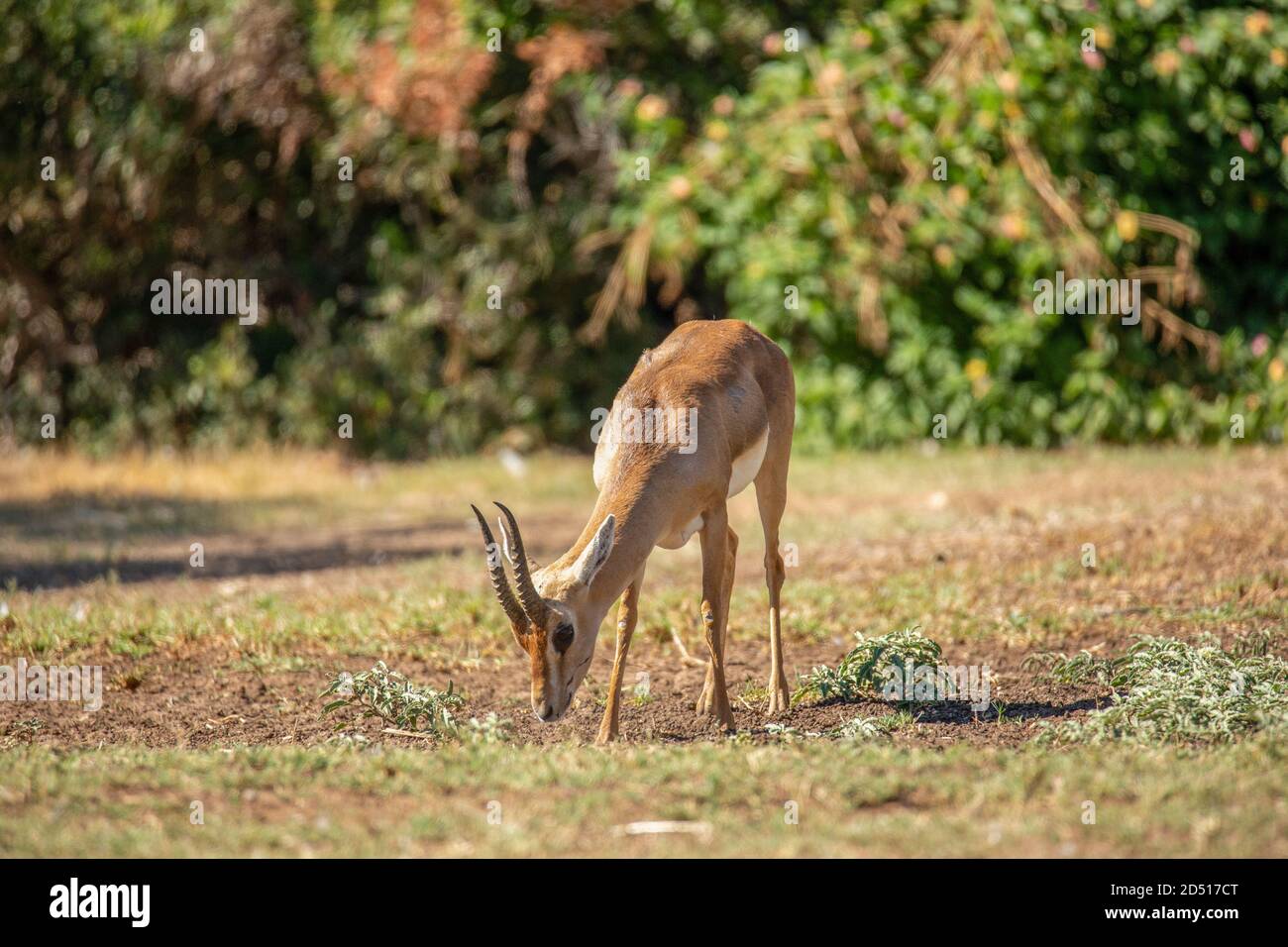 The mountain gazelle or the Palestine mountain gazelle (Gazella gazella ...