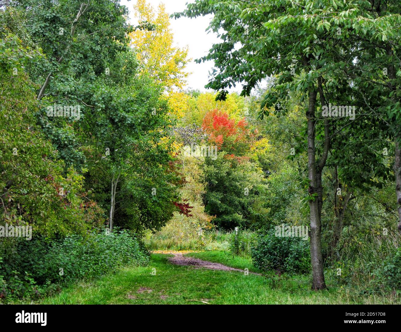 Bedford, UK. 12th Oct, 2020. Pathway leading to trees full of autumn ...