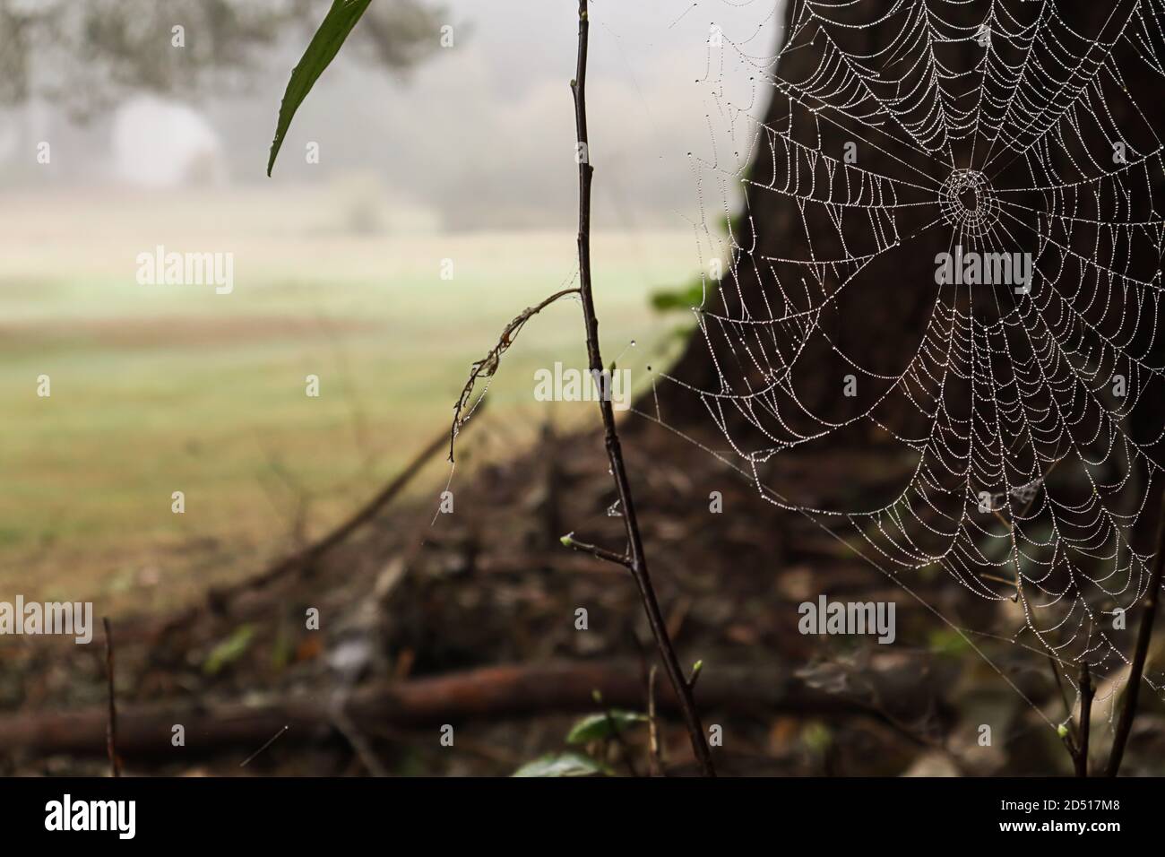 spiders web covered in morning dew on a foggy morning in autumn Stock ...