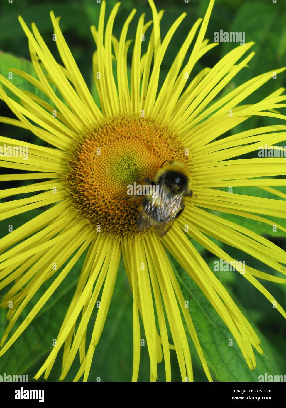 Inula hookeri flower hi-res stock photography and images - Alamy