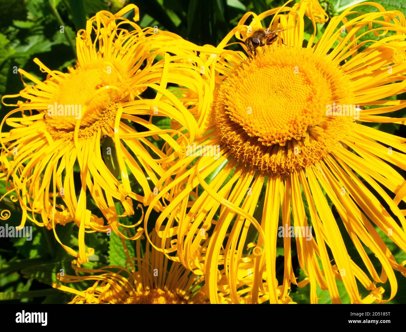 Yellow Oxeye, Teleka speciosa Stock Photo - Alamy