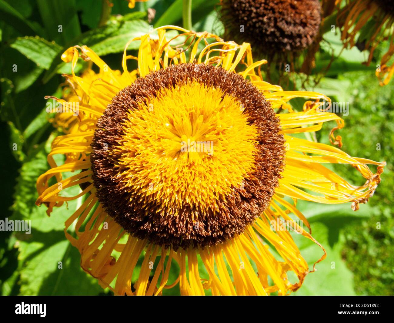 Teleka hi-res stock photography and images - Alamy