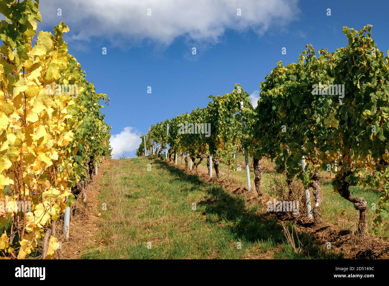 vintage, grapes, close-up of grapes, grapevine Stock Photo - Alamy