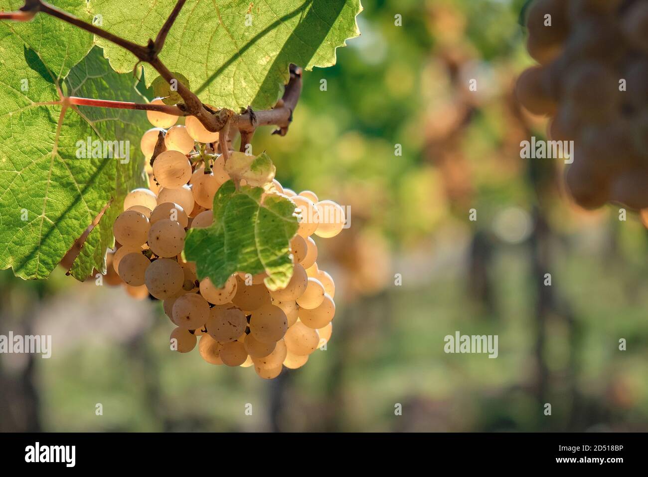 Grape harvesting vintage photography hi-res stock photography and ...