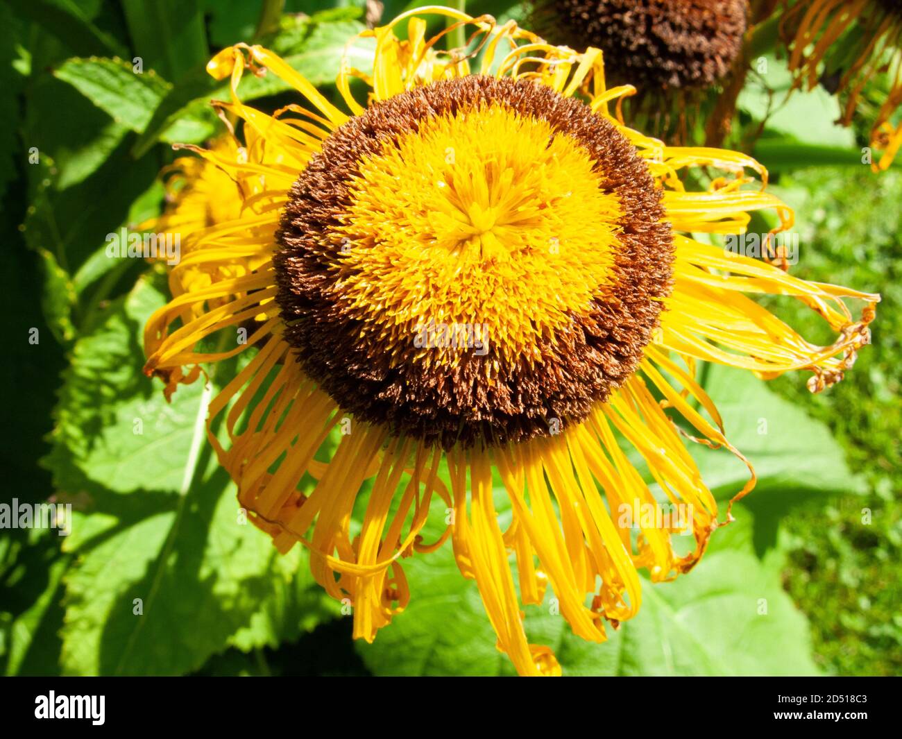 Yellow Oxeye, Teleka speciosa Stock Photo - Alamy