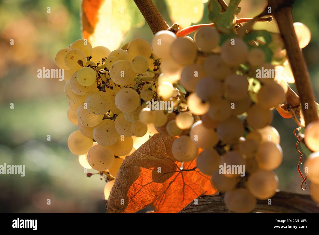 vintage, grapes, close-up of grapes, grapevine Stock Photo - Alamy