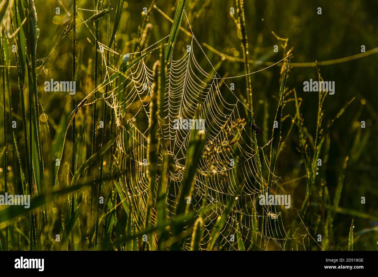 cobwebs in the morning mist. Juicy greens Stock Photo - Alamy