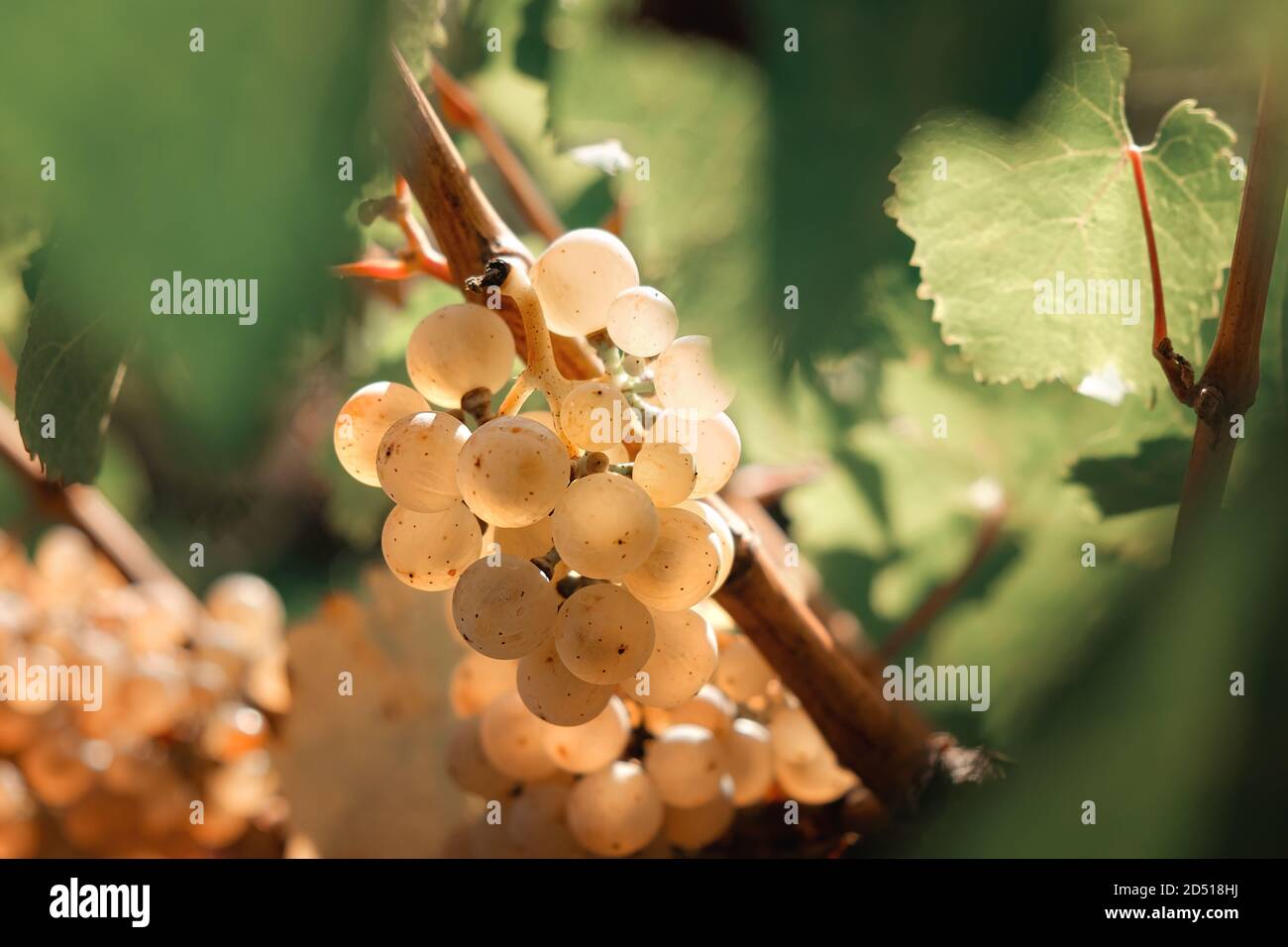 vintage, grapes, close-up of grapes, grapevine Stock Photo - Alamy