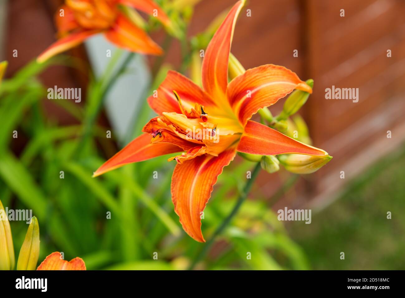 Tiger lilly leaf hi-res stock photography and images - Alamy