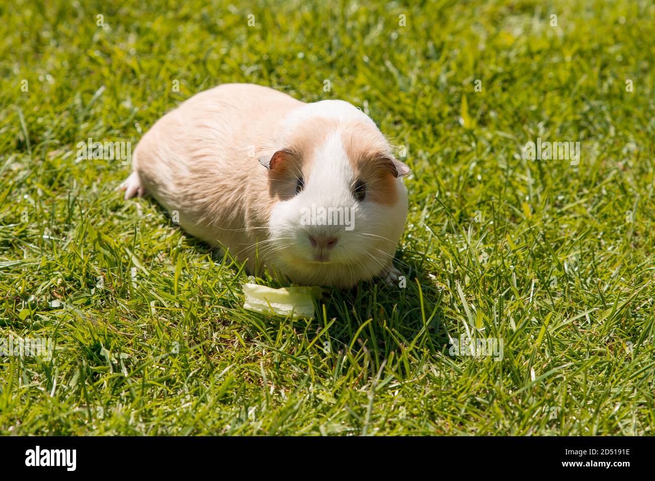 Golden guinea pig hi-res stock photography and images - Alamy