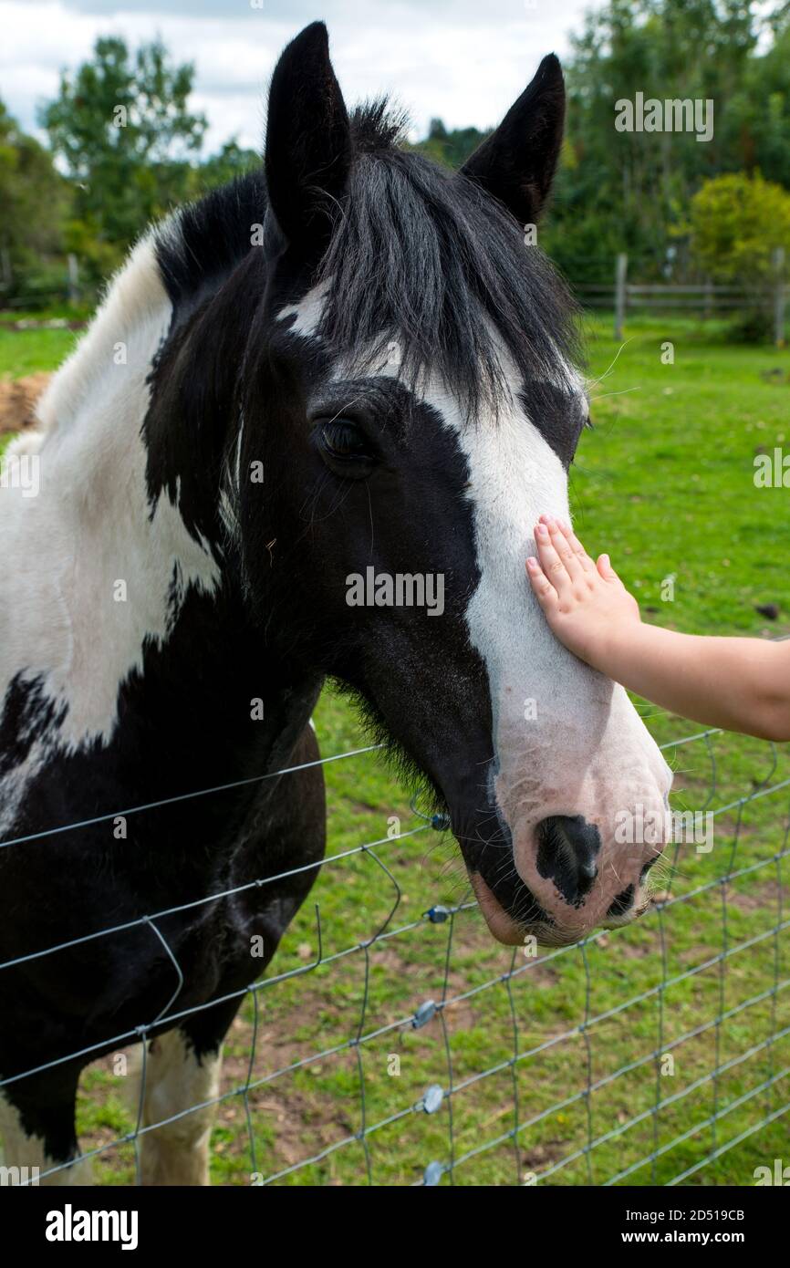 close up of mans hand stroking brown and white horses head in field in ...