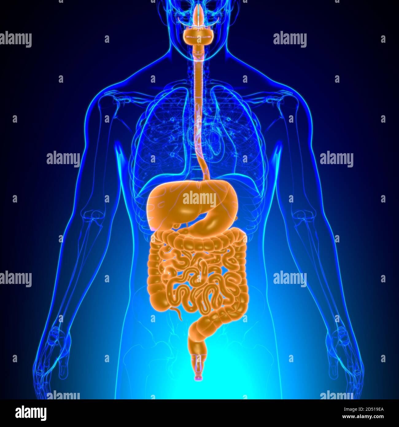 Digestive System 3d Model