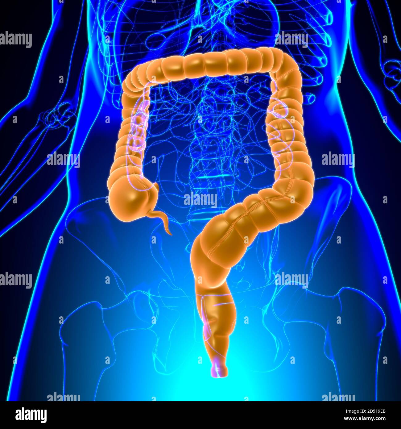 Large Intestine 3D Illustration Human Digestive System Anatomy For ...