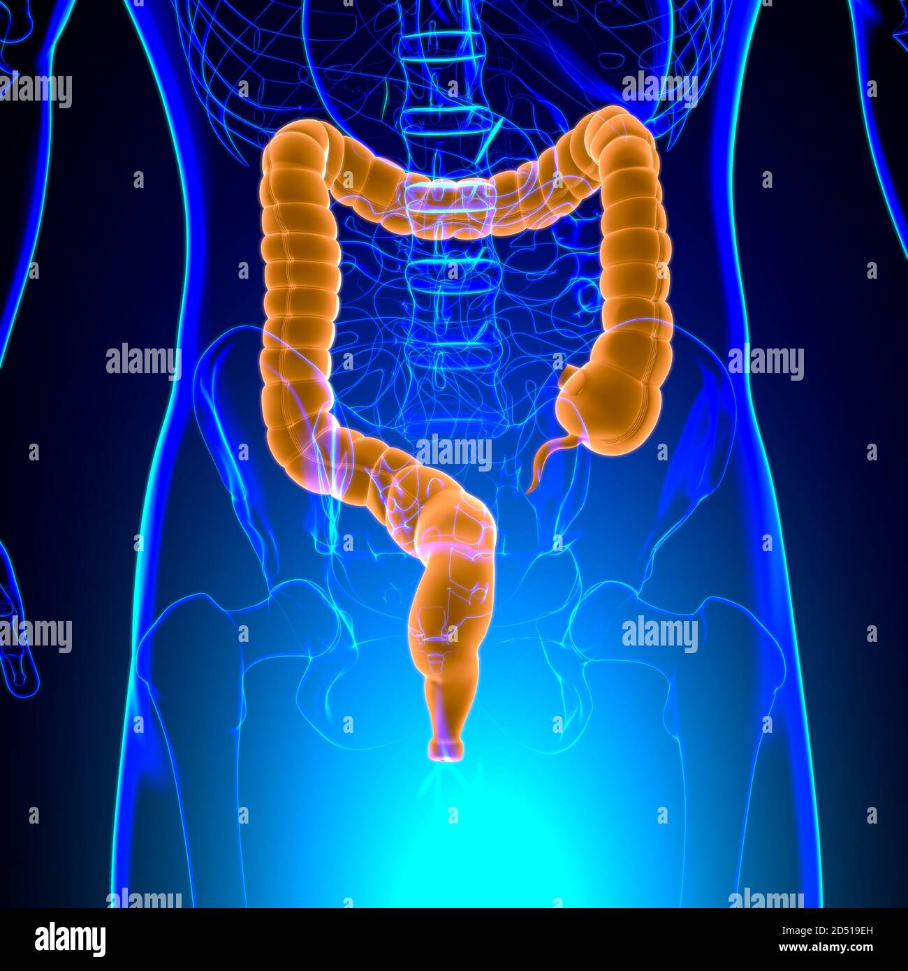 Large Intestine 3D Illustration Human Digestive System Anatomy For ...