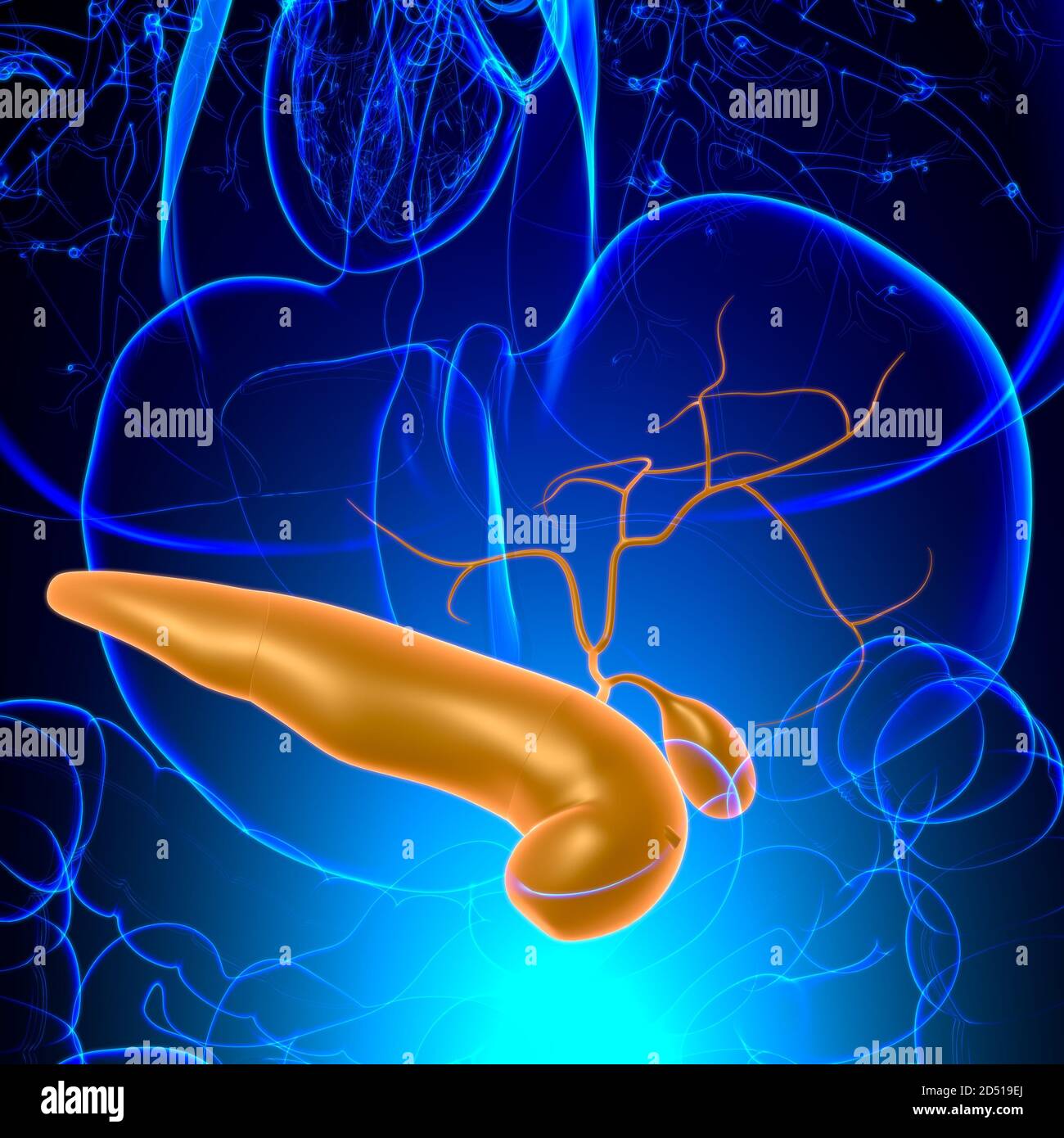 Gall Bladder Human Digestive System Anatomy For Medical Concept 3D ...