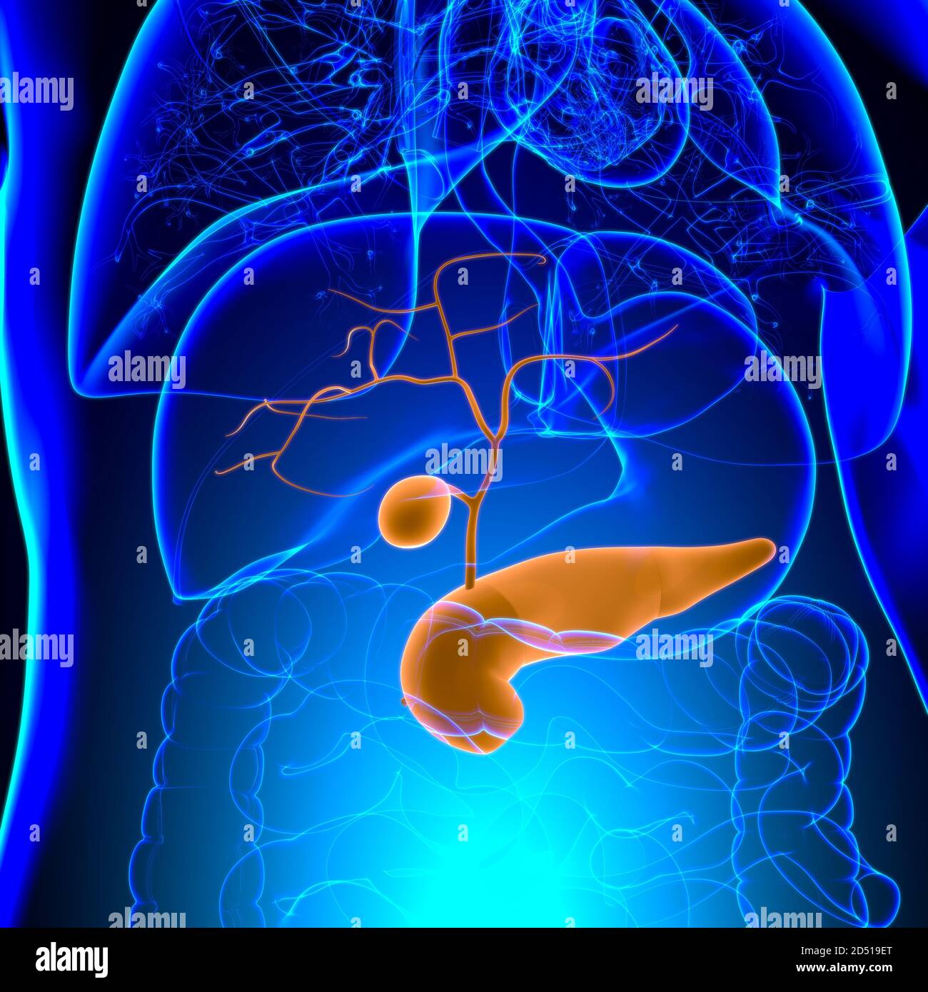 Gall Bladder Human Digestive System Anatomy For Medical Concept 3D ...
