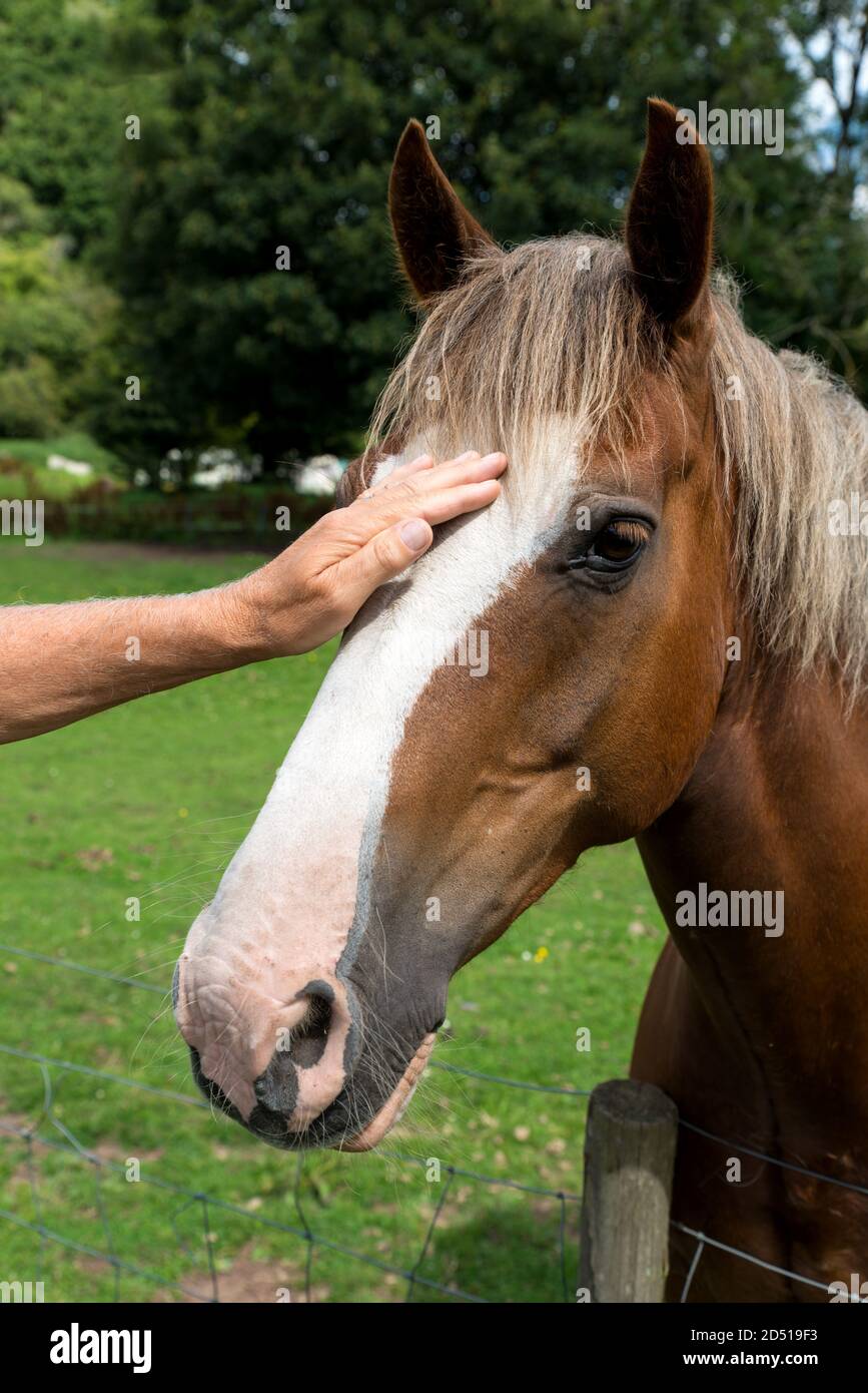 White mans horse hi-res stock photography and images - Alamy