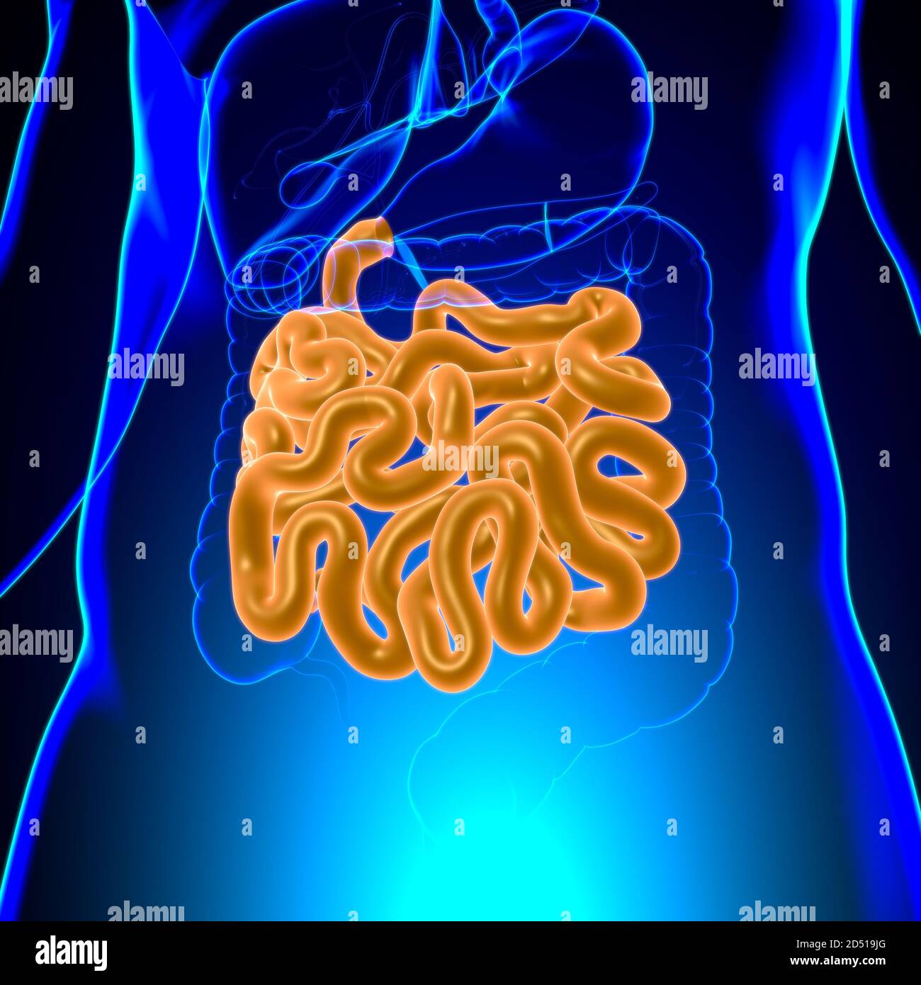 Small Intestine 3D Illustration Human Digestive System Anatomy For ...