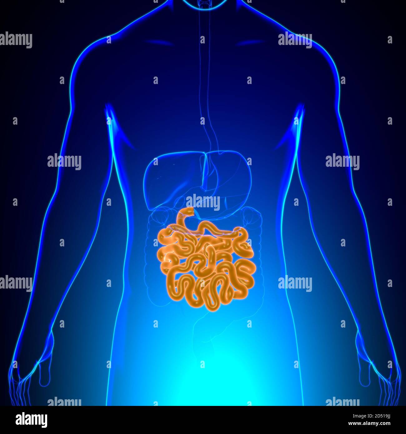 Small Intestine 3D Illustration Human Digestive System Anatomy For ...