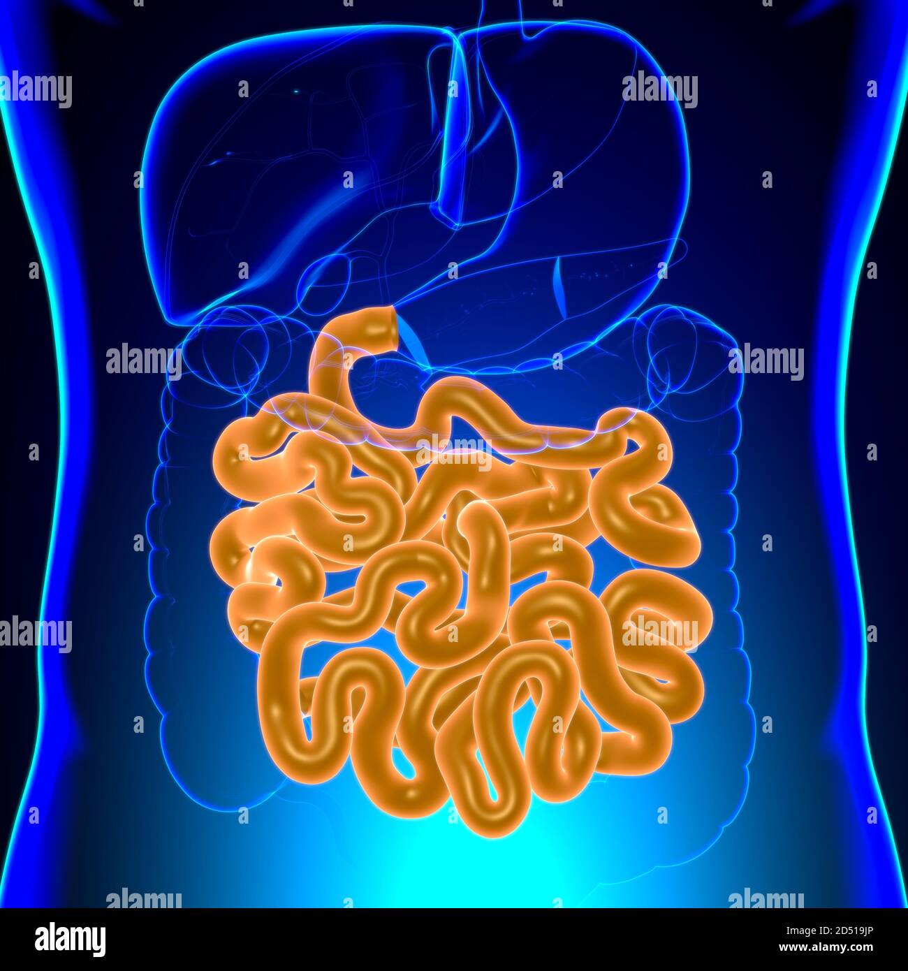 Small Intestine 3D Illustration Human Digestive System Anatomy For ...