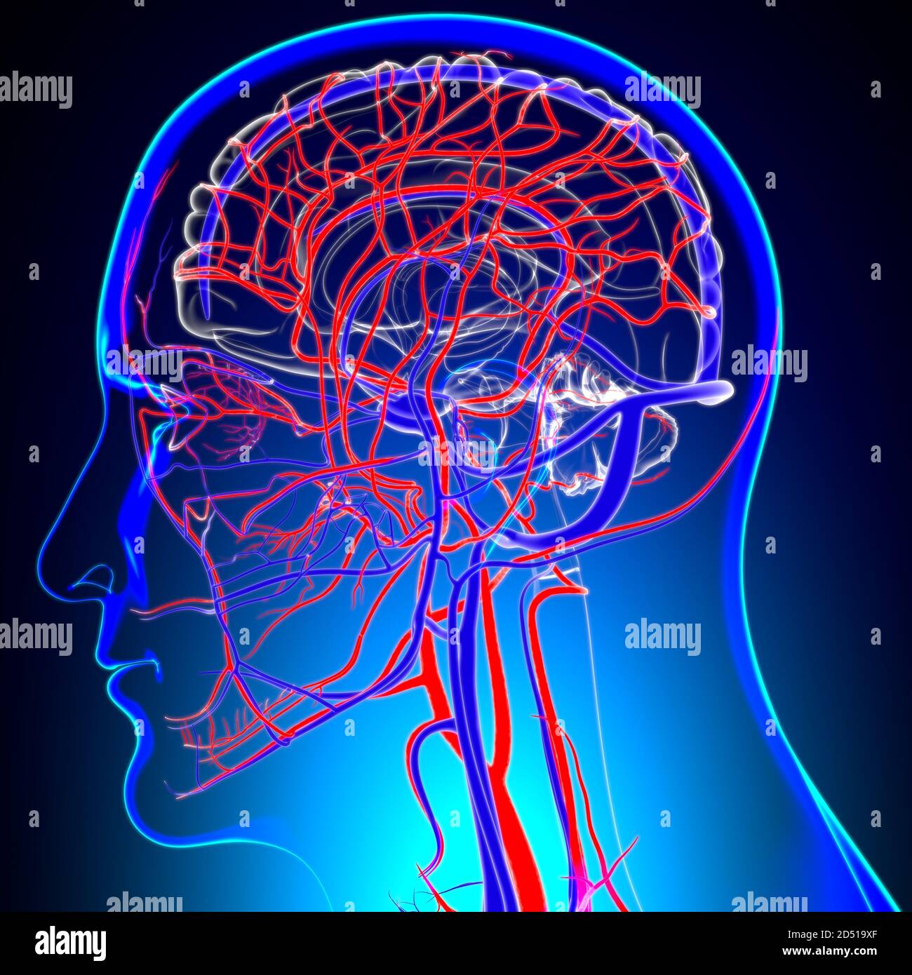 Human Arteries And Veins For Medical Concept 3D Illustration Stock ...