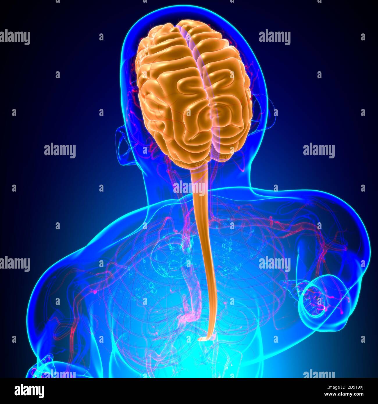 Human Brain Anatomy For Medical Concept 3D Illustration Stock Photo - Alamy