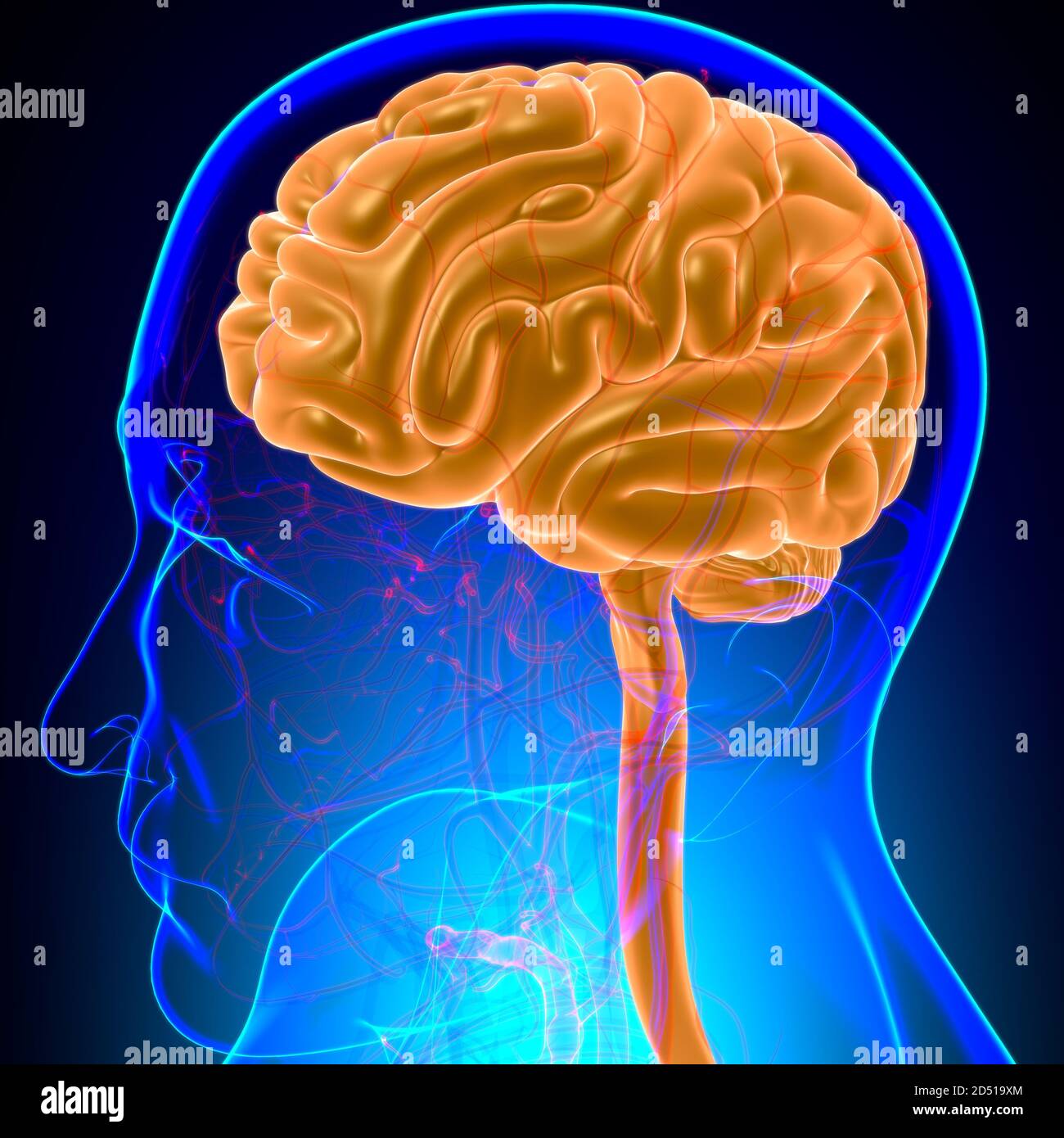 Human Brain Anatomy For Medical Concept 3D Illustration Stock Photo - Alamy