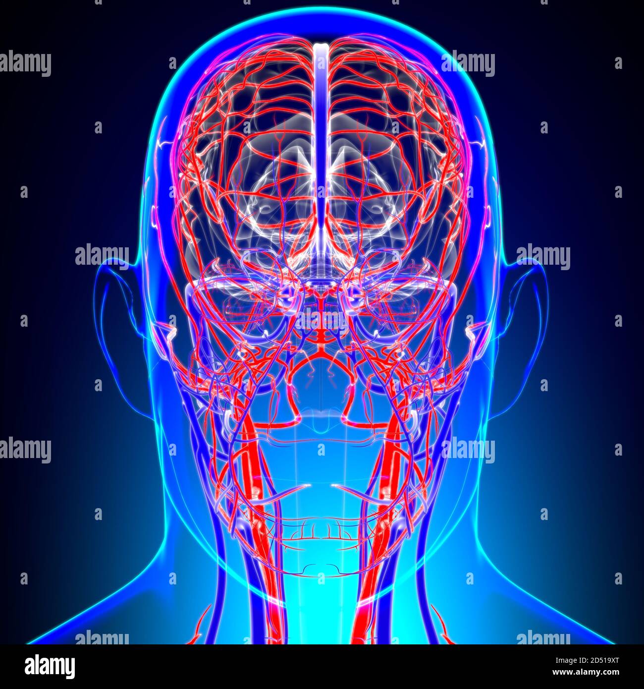 Human Arteries And Veins For Medical Concept 3D Illustration Stock ...