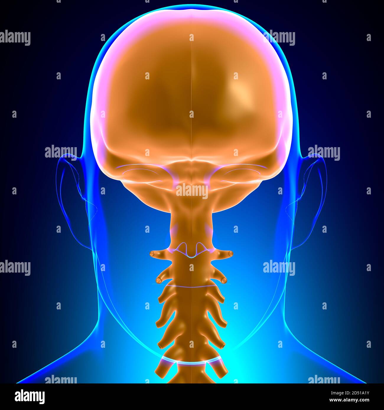 Dura mater Anatomy For Medical Concept 3D Illustration Stock Photo - Alamy