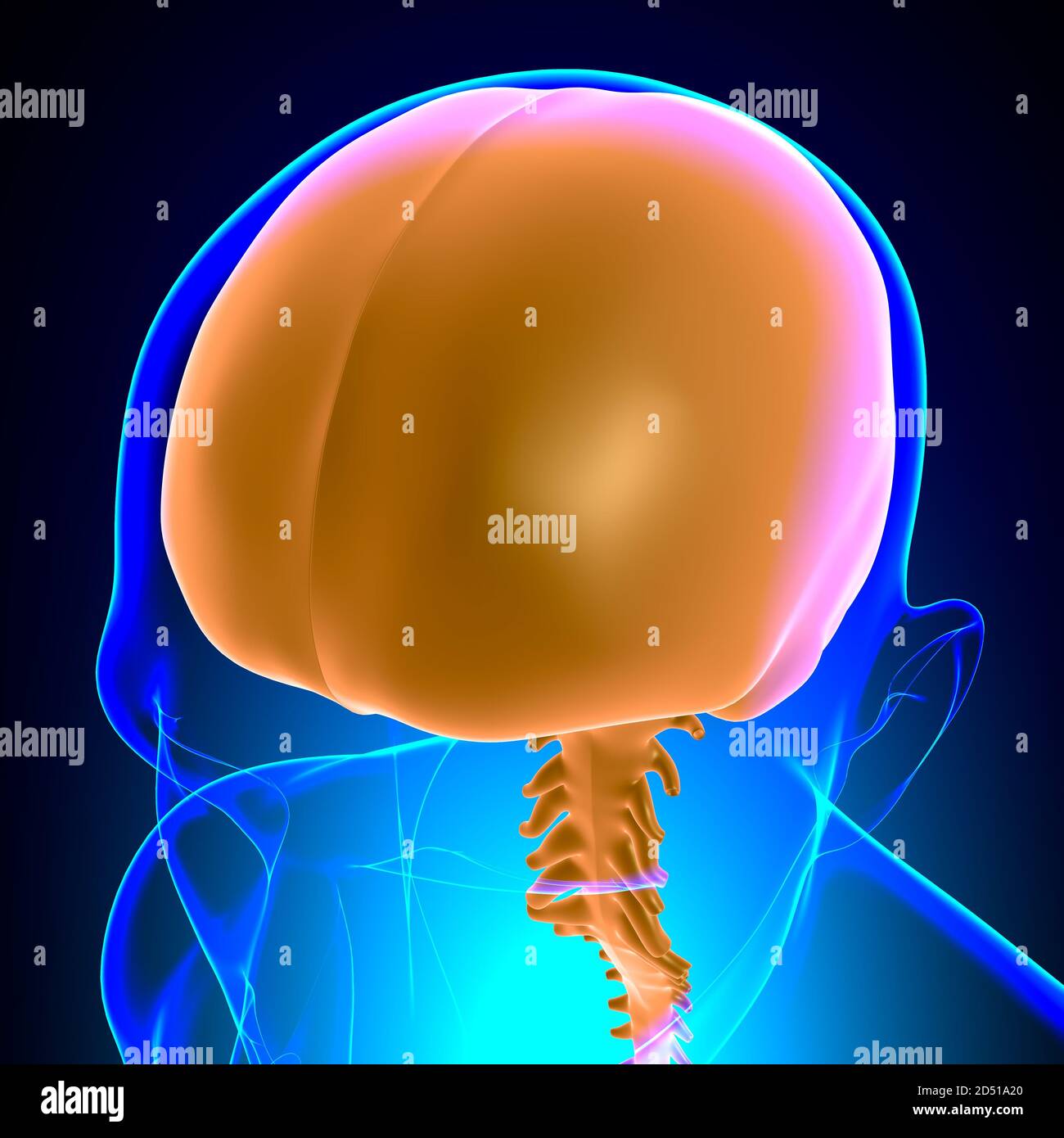 Dura mater Anatomy For Medical Concept 3D Illustration Stock Photo - Alamy