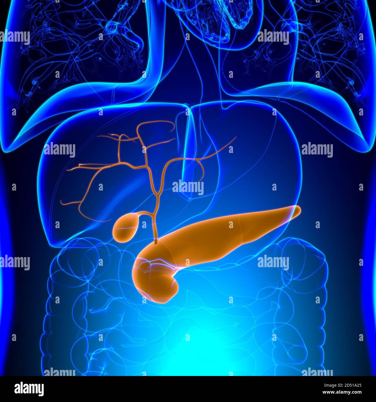 Gall Bladder Human Digestive System Anatomy For Medical Concept 3D ...