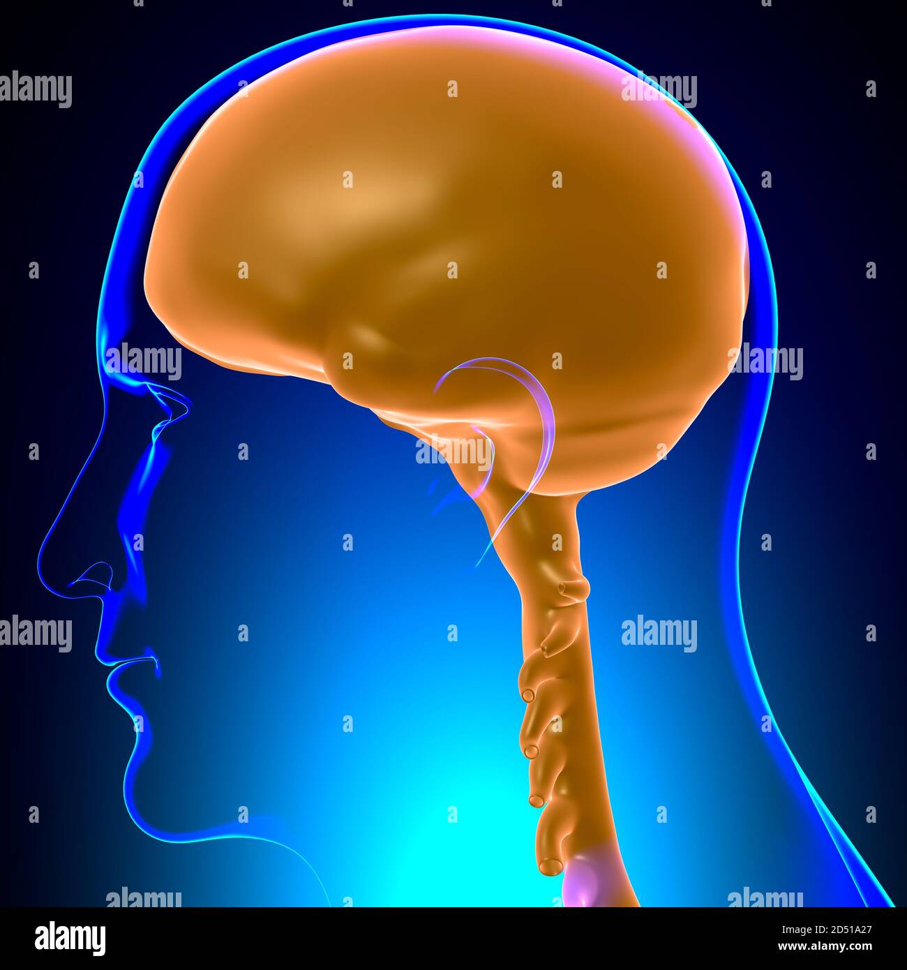 Dura mater Anatomy For Medical Concept 3D Illustration Stock Photo - Alamy