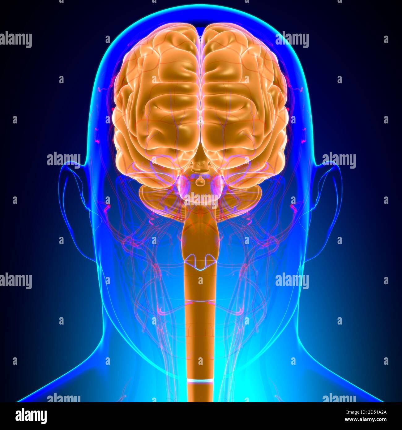 Human Brain Anatomy For Medical Concept 3D Illustration Stock Photo - Alamy