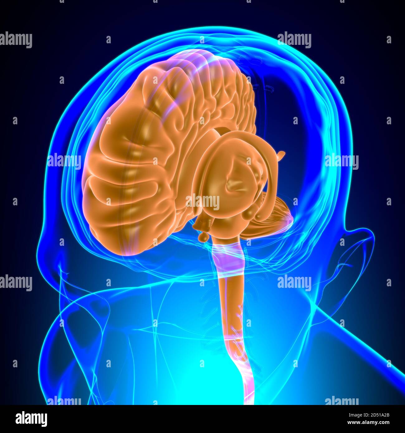 Human Brain inner parts Anatomy For Medical Concept 3D Illustration ...
