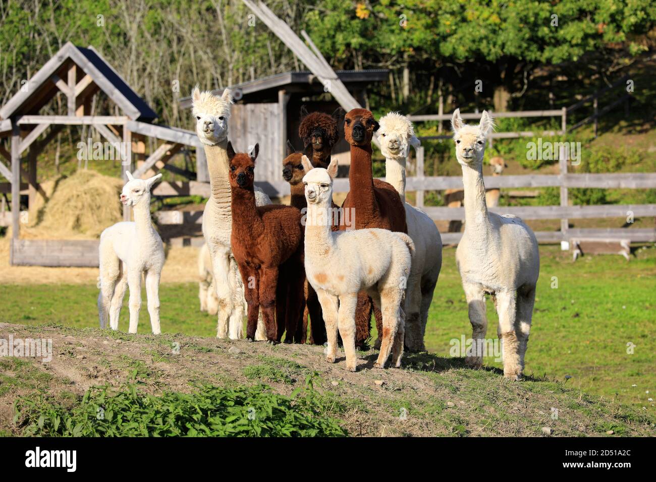 Alpaca farm hi-res stock photography and images - Alamy