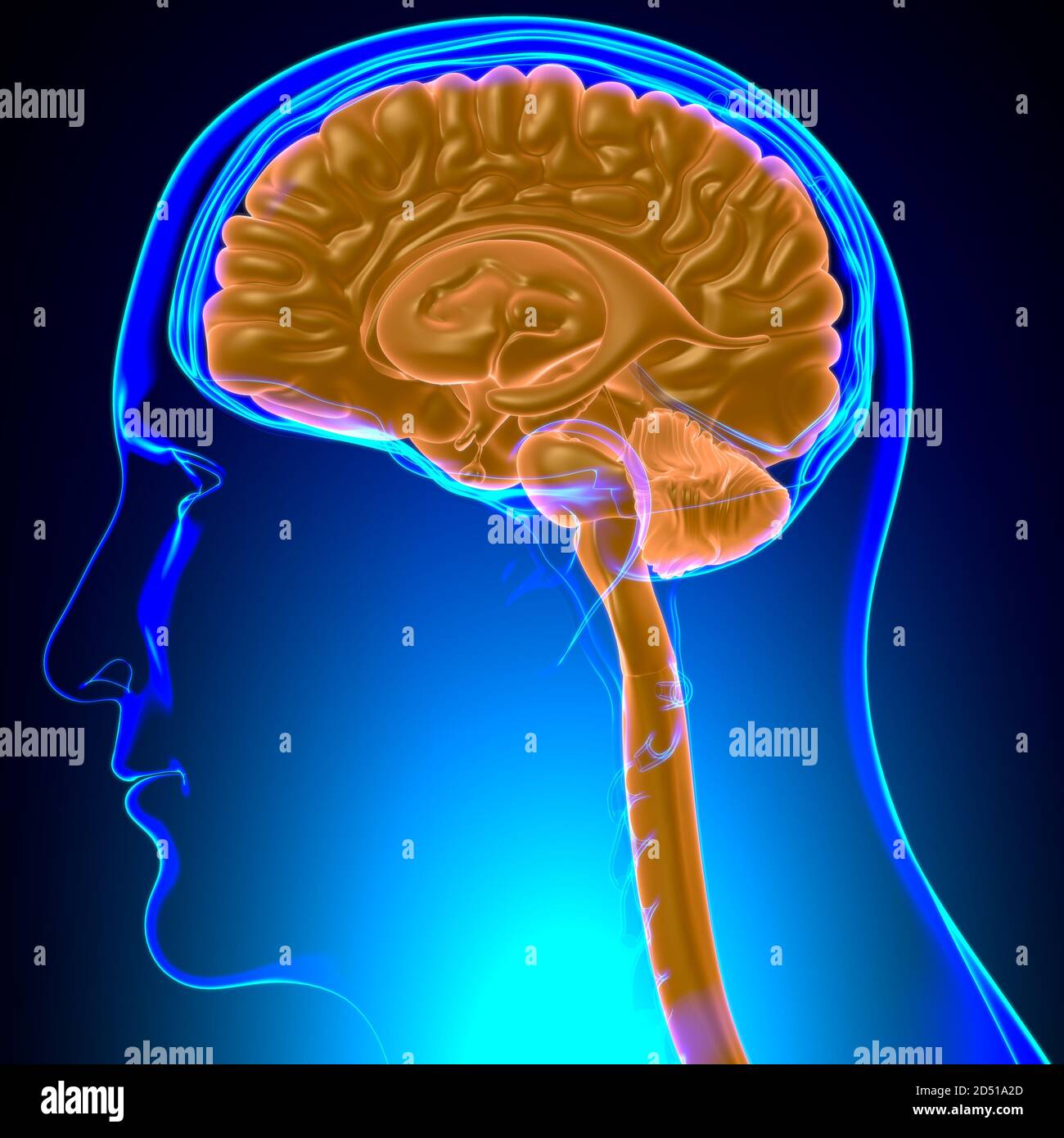 Human Brain inner parts Anatomy For Medical Concept 3D Illustration ...