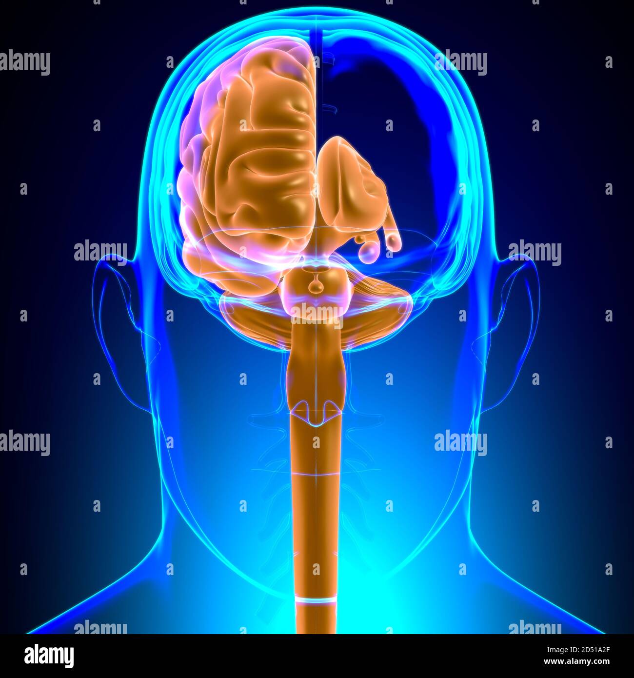 Human Brain inner parts Anatomy For Medical Concept 3D Illustration ...