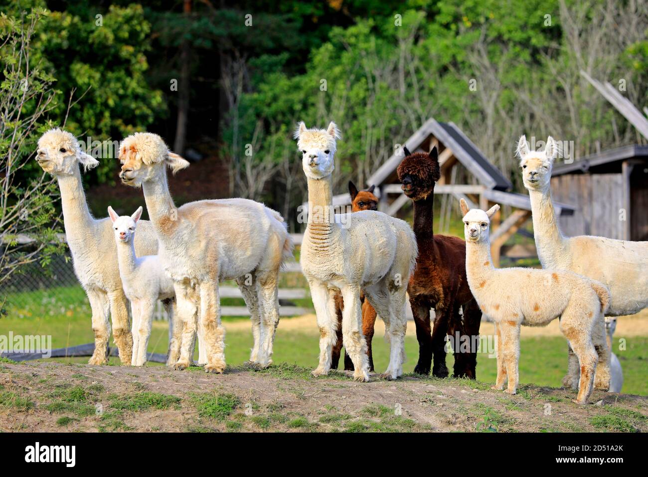 Herd of brown and white Alpacas, Vicugna pacos, looking towards camera ...