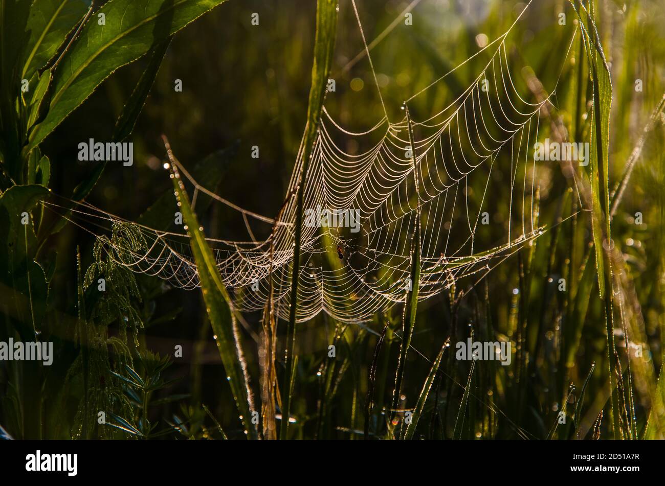 cobwebs in the morning mist. Juicy greens Stock Photo - Alamy