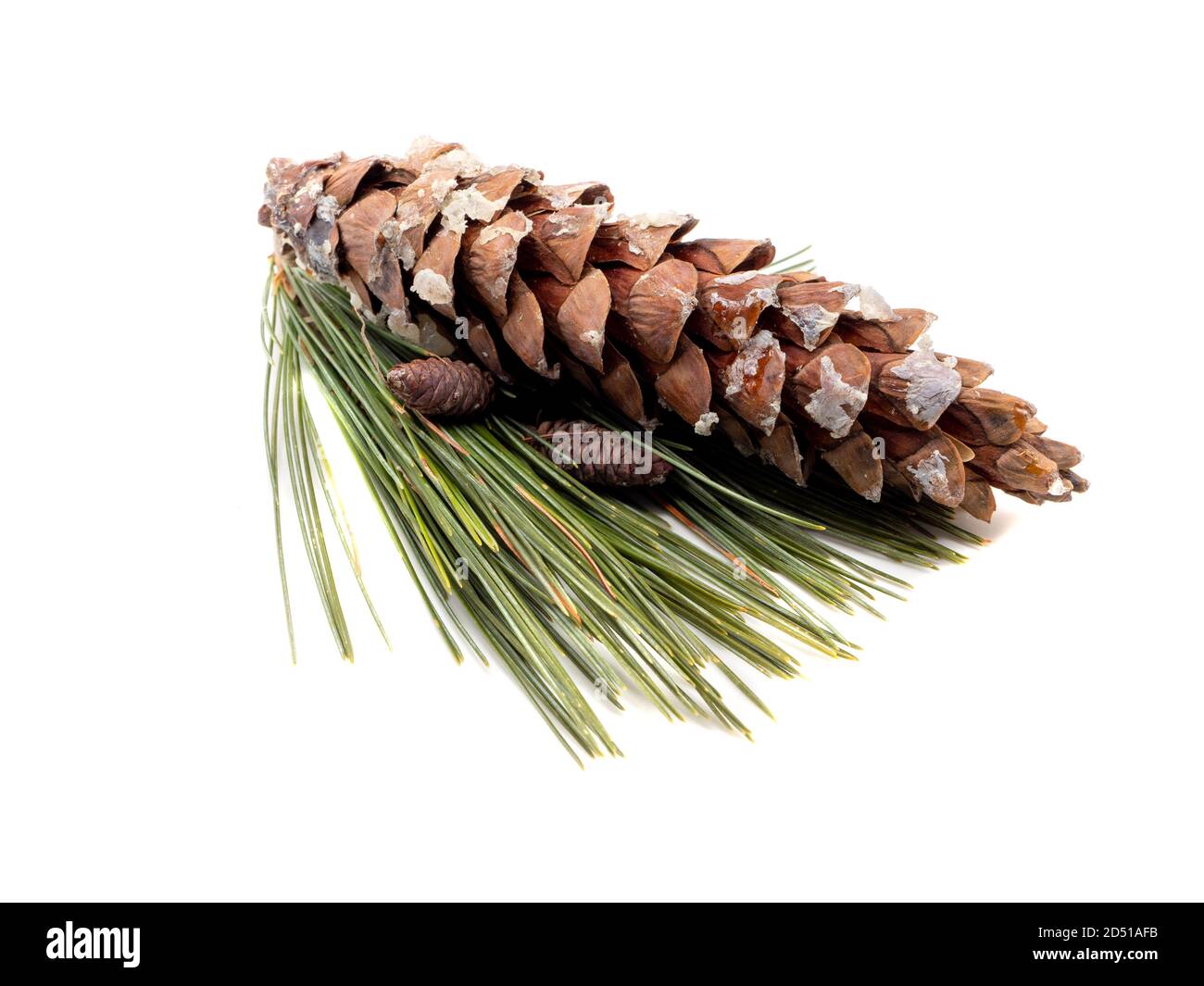 Fruit pests Cut Out Stock Images & Pictures - Alamy