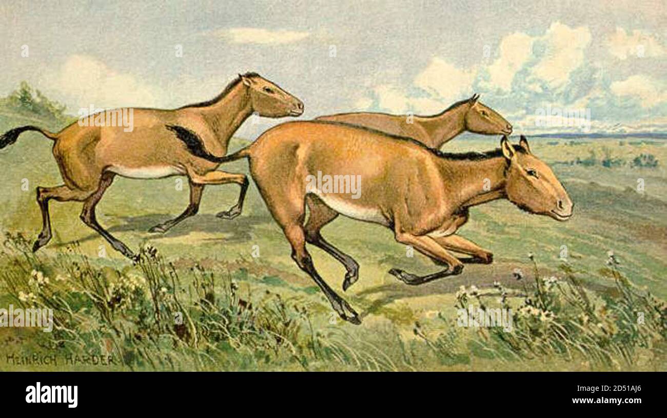 vintage dinosaur extinct animal illustration Stock Photo - Alamy