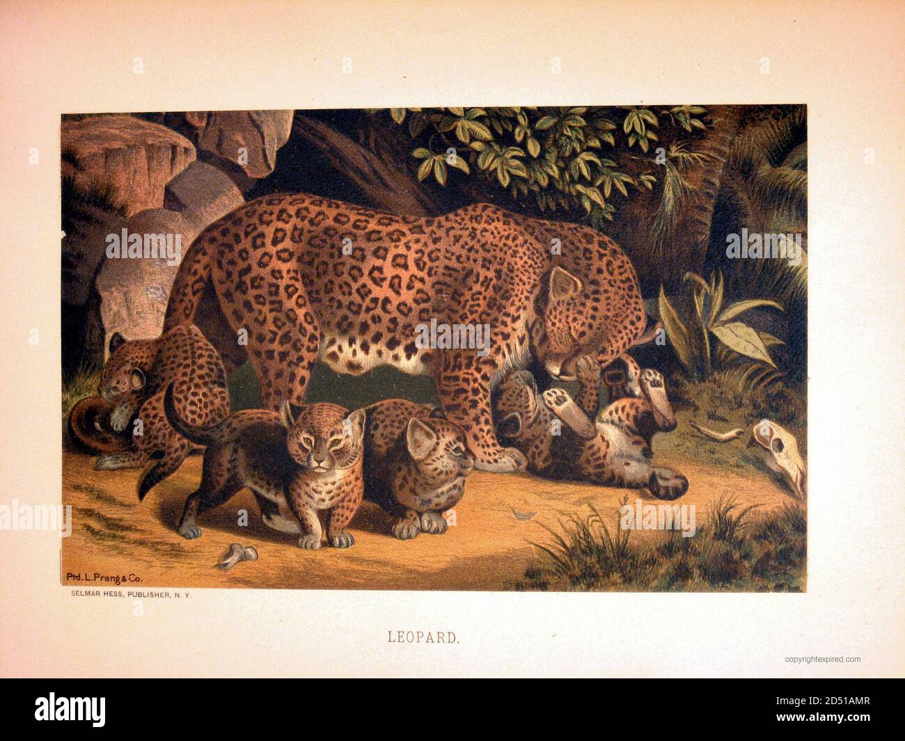 vintage dinosaur extinct animal illustration Stock Photo - Alamy