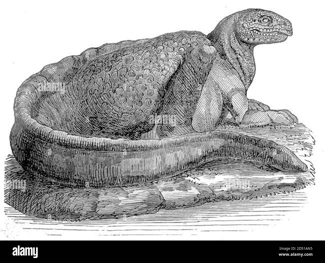 vintage dinosaur extinct animal illustration Stock Photo - Alamy