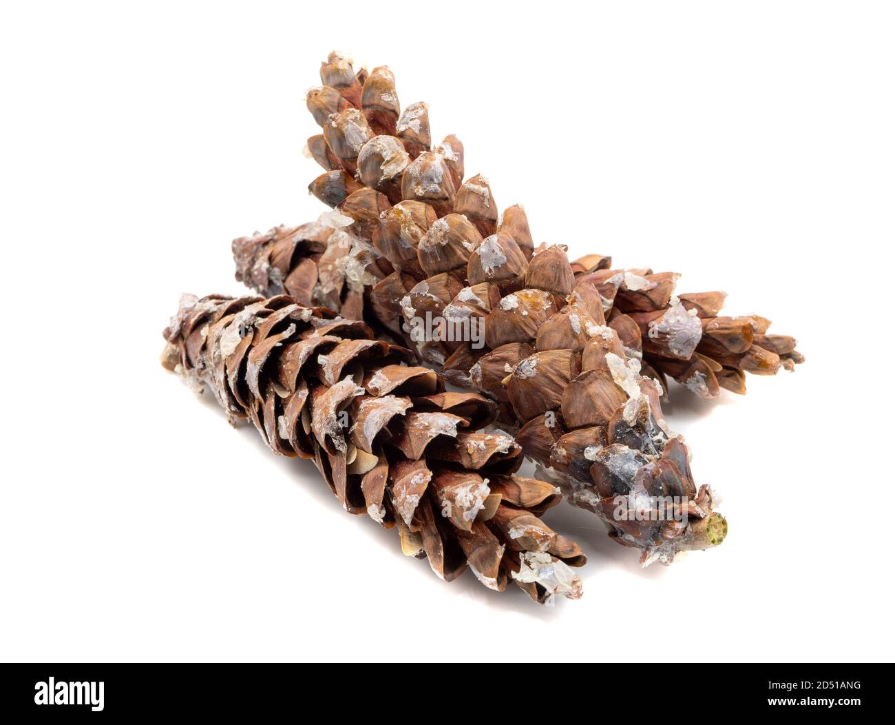 Woody seed bearing cones Cut Out Stock Images & Pictures - Alamy