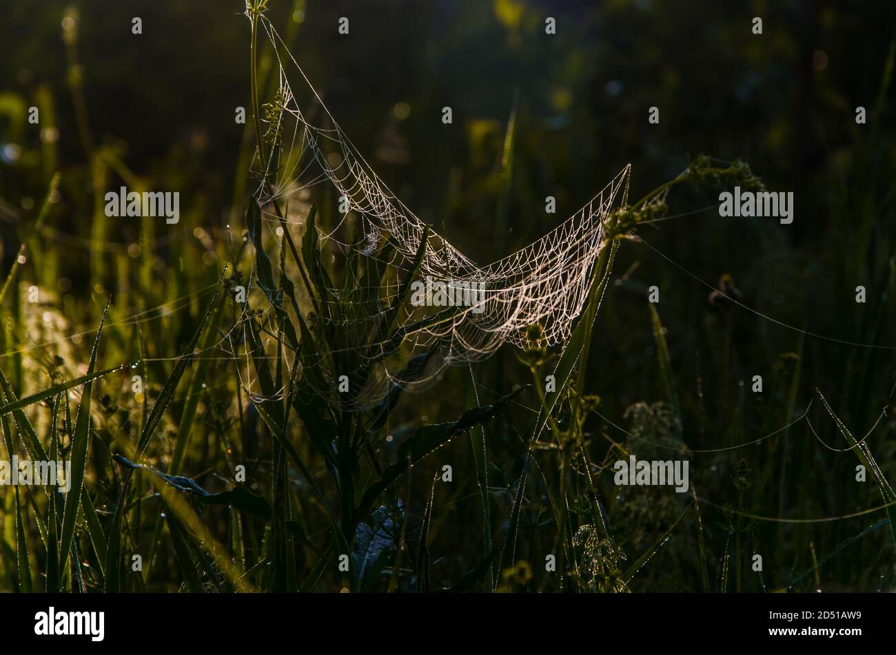 cobwebs in the morning mist. Juicy greens Stock Photo - Alamy