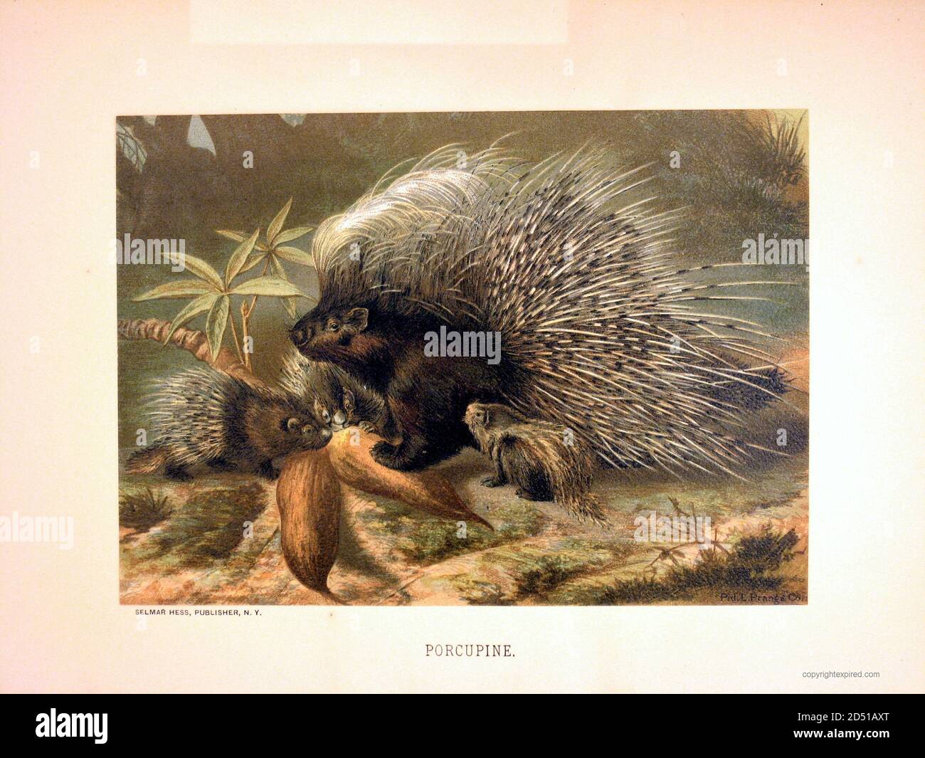vintage dinosaur extinct animal illustration Stock Photo - Alamy