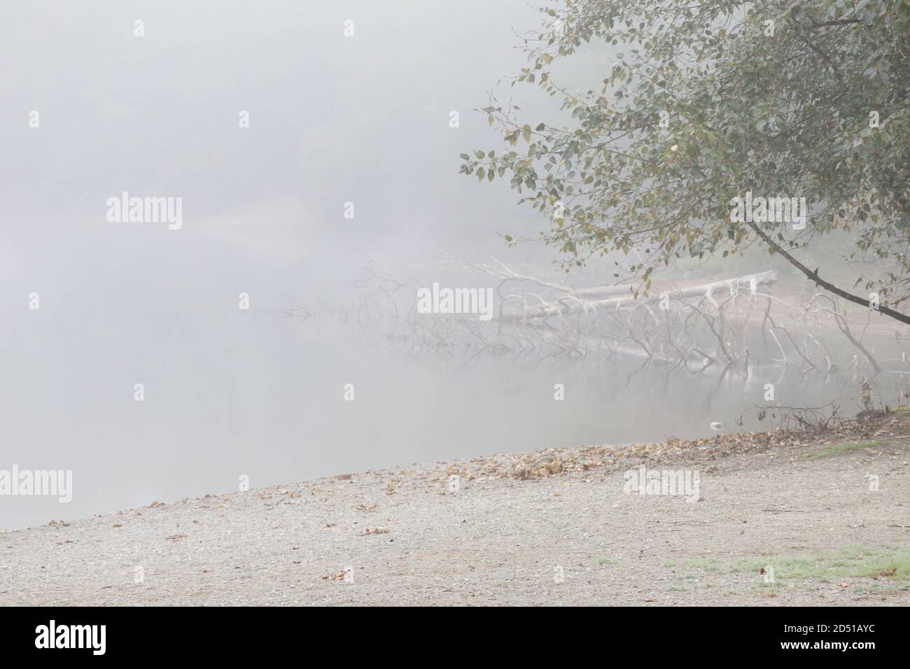 Mysterious forest covered thick fog hi-res stock photography and images ...
