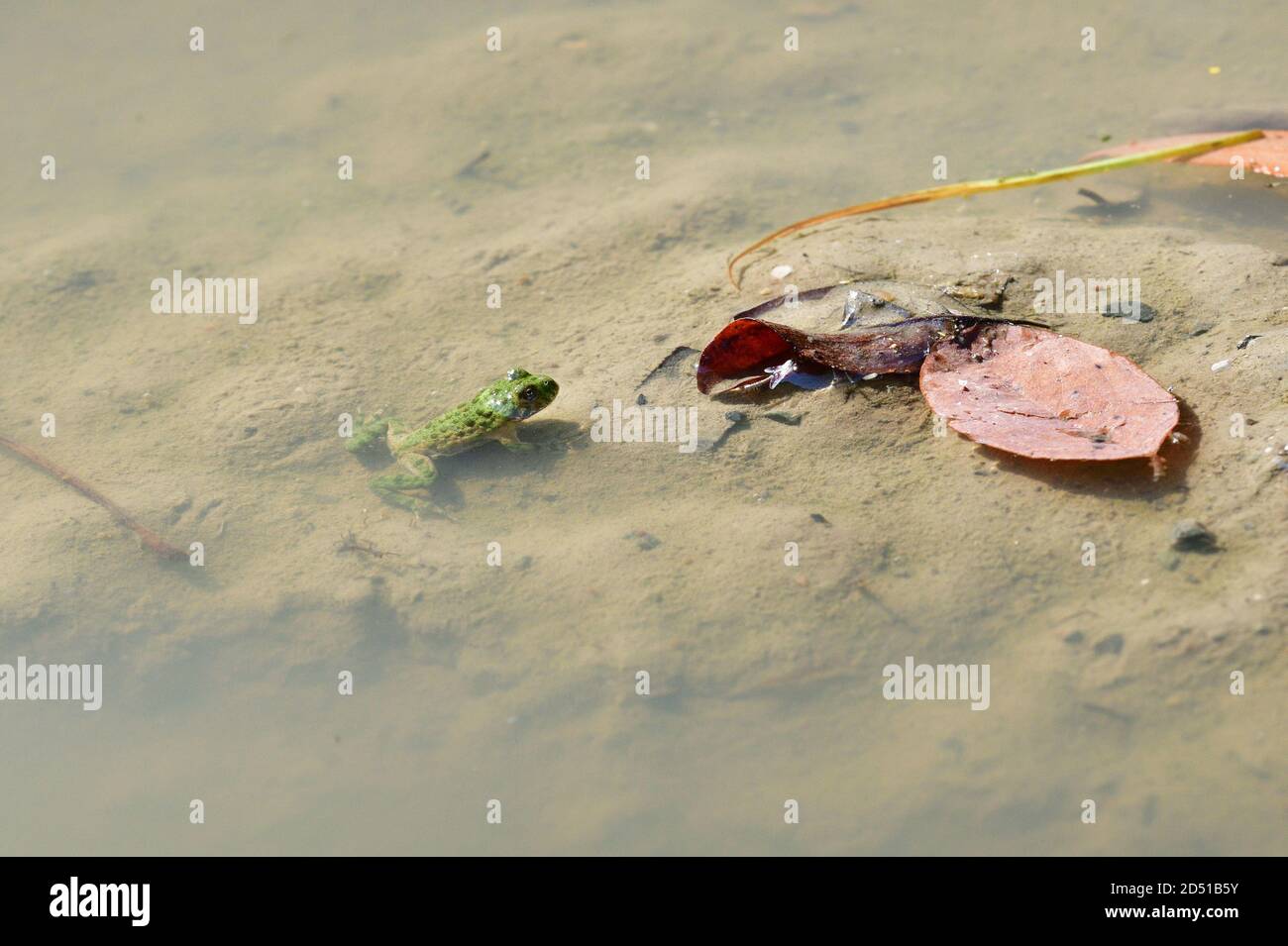 Edible frog swims in the muddy water Stock Photo - Alamy